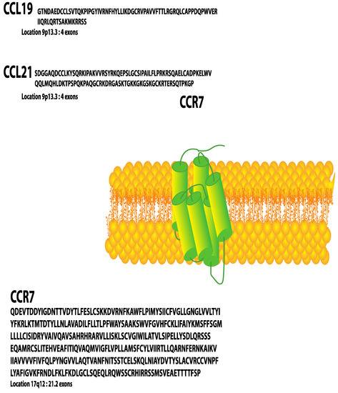 C-C Chemokine Receptor 7 in Cancer