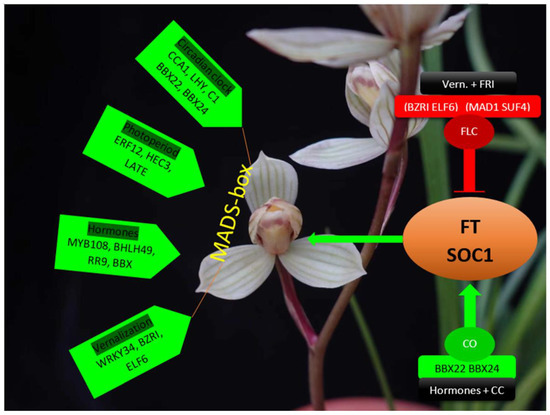 The Genetic and Hormonal Inducers of Continuous Flowering in Orchids ...