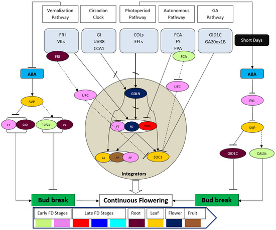 The Genetic and Hormonal Inducers of Continuous Flowering in Orchids ...
