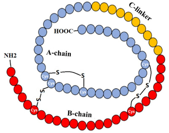 Research Progress on Neuroprotection of Insulin-like Growth Factor-1 ...
