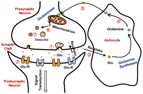 Research Progress on Neuroprotection of Insulin-like Growth Factor-1 ...
