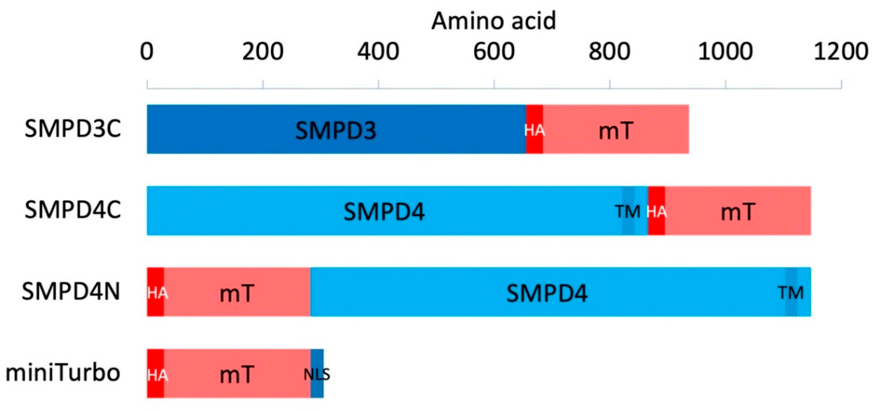 Proximity Ligation Mapping of Microcephaly Associated SMPD4 Shows ...