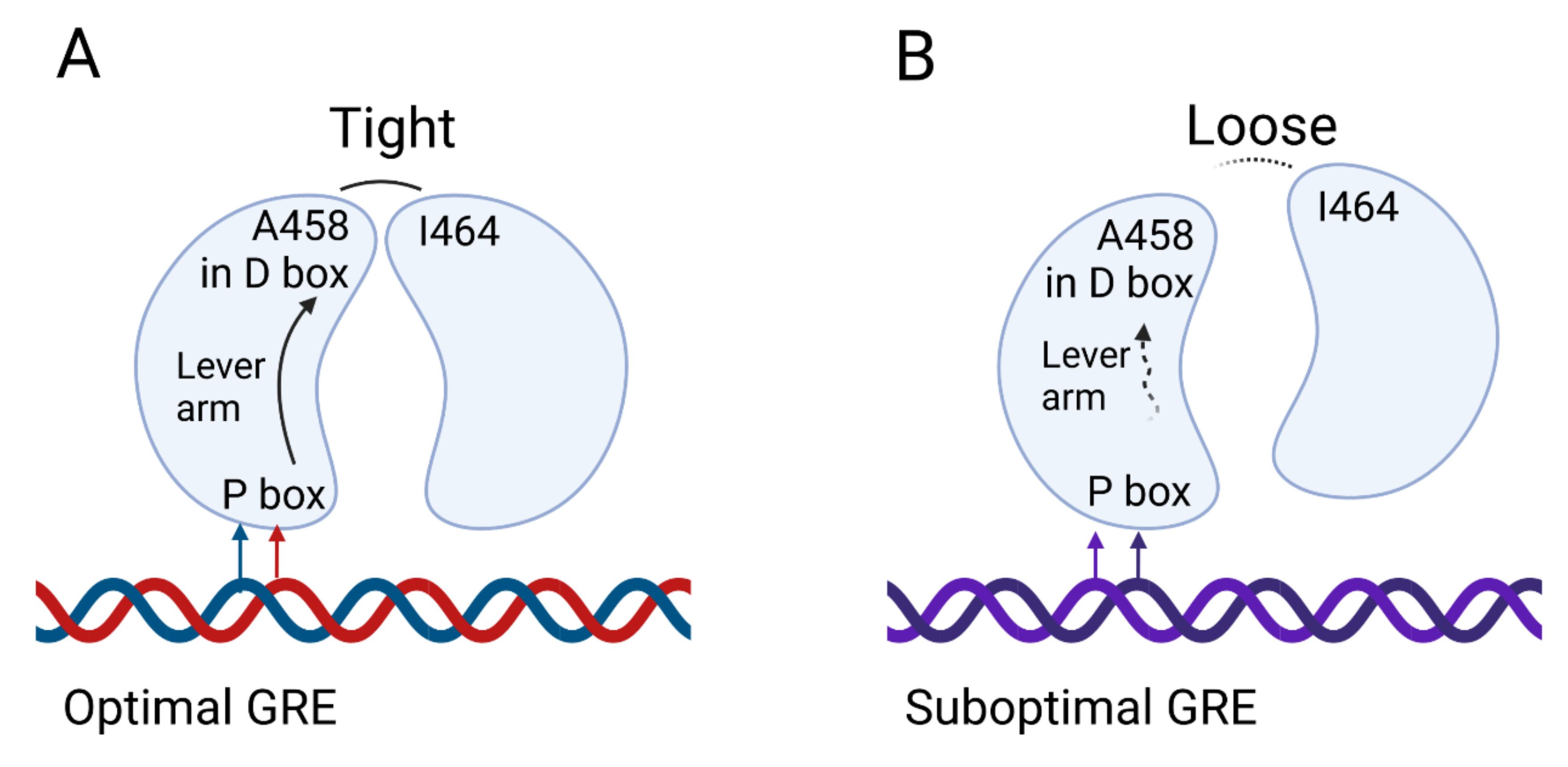Dimerization of the Glucocorticoid Receptor and Its Importance in ...