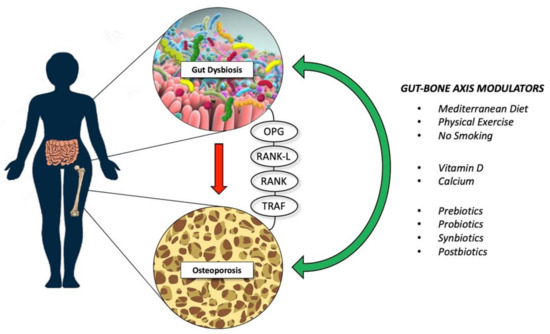 Role of Dietary Supplements and Probiotics in Modulating Microbiota and ...