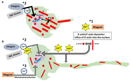 The Effect of Magnetic Field Gradient and Gadolinium-Based MRI Contrast ...