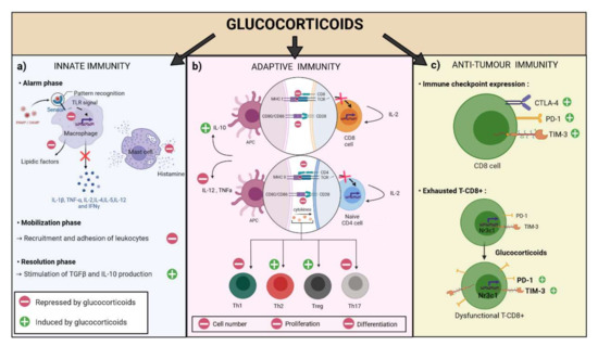 Impact of Glucocorticoid Use in Oncology in the Immunotherapy Era