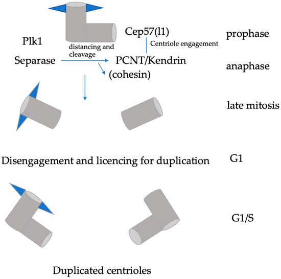 Cells | Free Full-Text | Role of Polo-like Kinases Plk1 and Plk4 in the ...