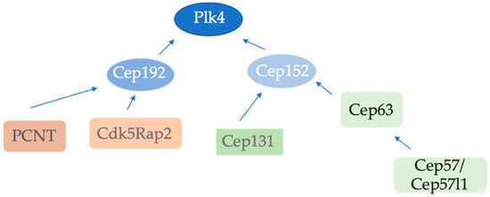 Cells | Free Full-Text | Role of Polo-like Kinases Plk1 and Plk4 in the ...