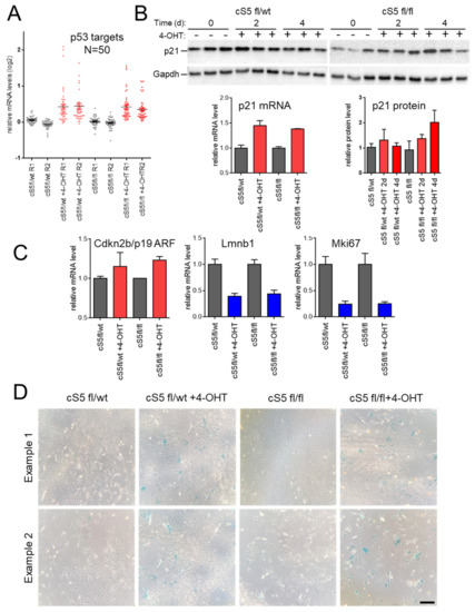 Chromatin Remodeler Smarca5 Is Required for Cancer-Related Processes of ...