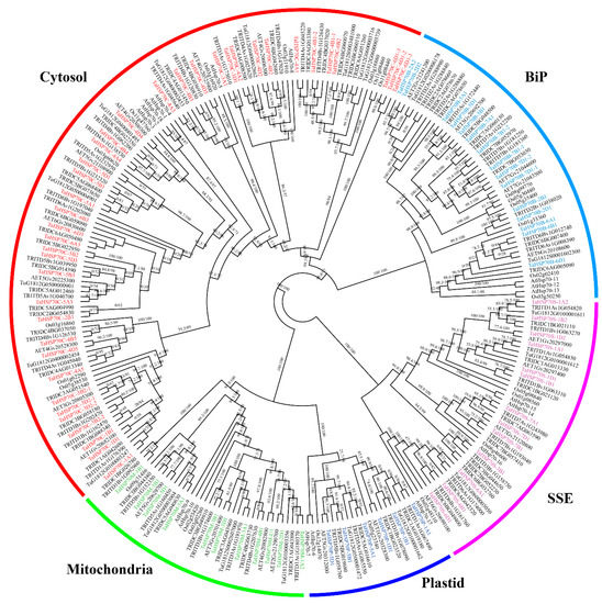 Genome-Wide Analysis of HSP70s in Hexaploid Wheat: Tandem Duplication ...