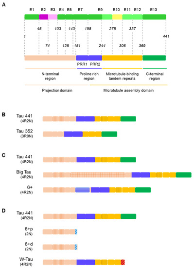What’s in a Gene? The Outstanding Diversity of MAPT