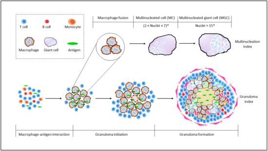 Assessment of Experimental Techniques That Facilitate Human Granuloma ...