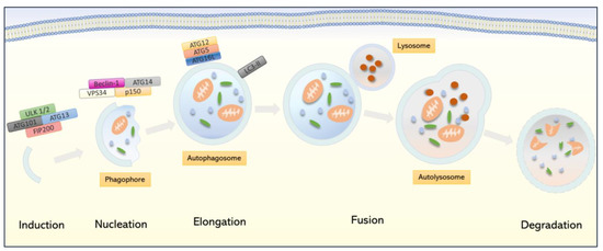 The Interplay between Autophagy and Virus Pathogenesis—The Significance ...