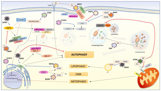 The Interplay between Autophagy and Virus Pathogenesis—The Significance ...