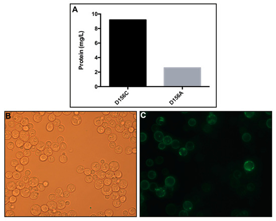 Isolation and Crystallization of the D156C Form of Optogenetic ChR2