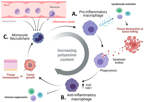 Polyamine Immunometabolism: Central Regulators of Inflammation, Cancer ...