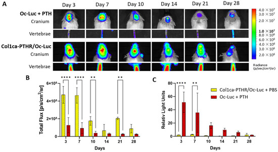 PTH-Induced Bone Regeneration and Vascular Modulation Are Both ...