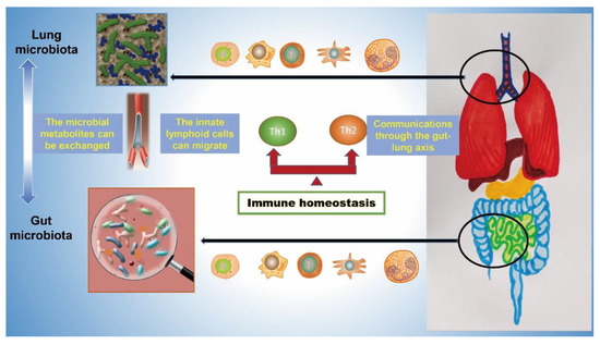 Targeting the Pulmonary Microbiota to Fight against Respiratory Diseases