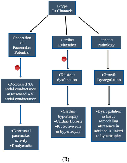 Calcium Channels in the Heart: Disease States and Drugs