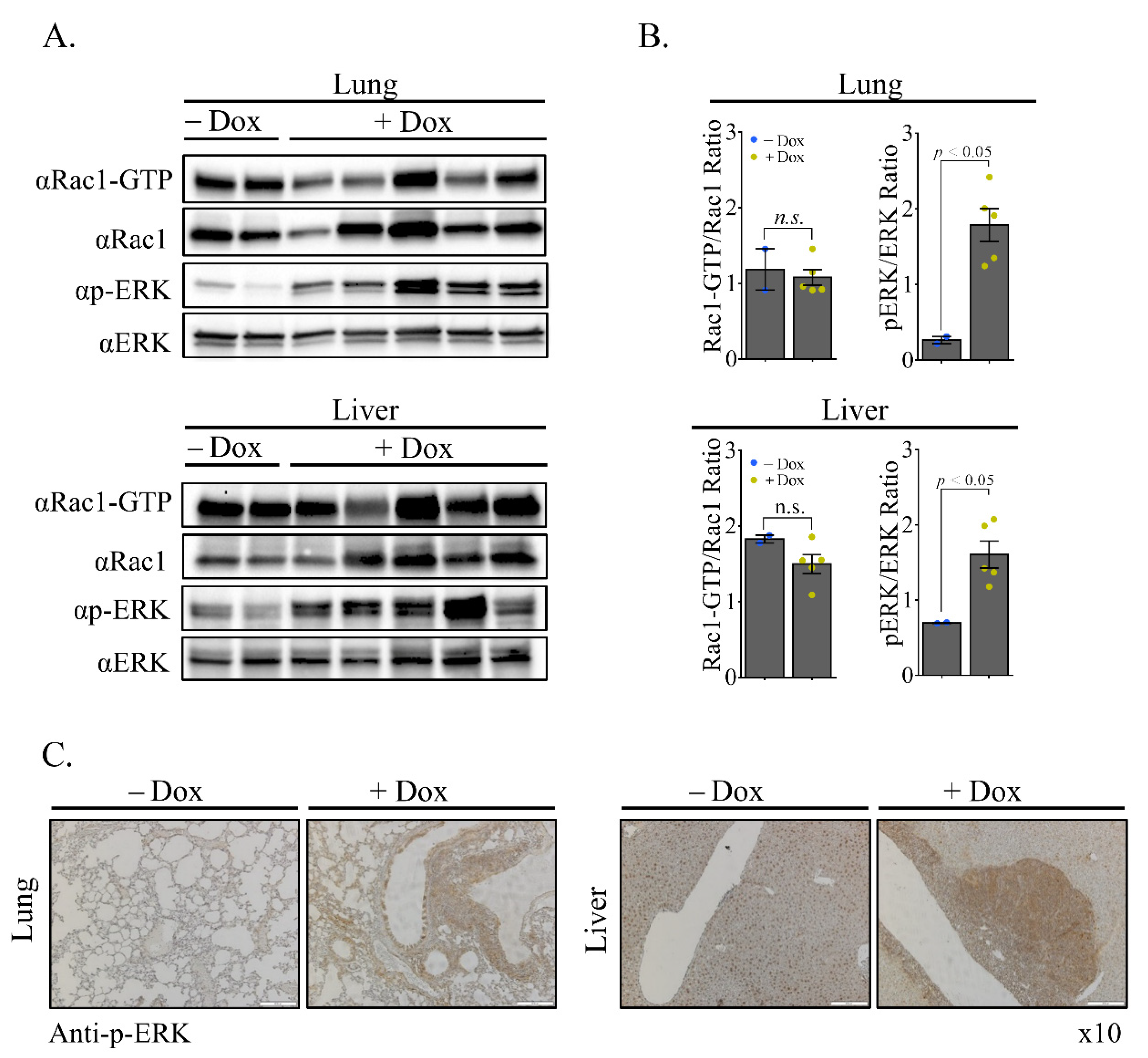 Vav1 Promotes B-Cell Lymphoma Development