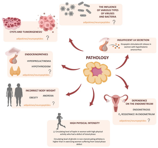 New Aspects of Corpus Luteum Regulation in Physiological and ...