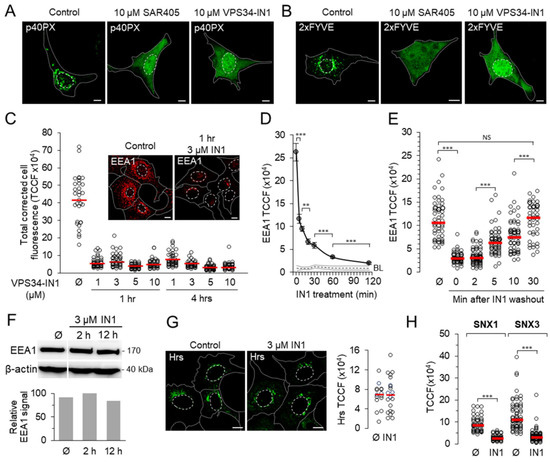 Early Endosomal Vps34-Derived Phosphatidylinositol-3-Phosphate Is ...
