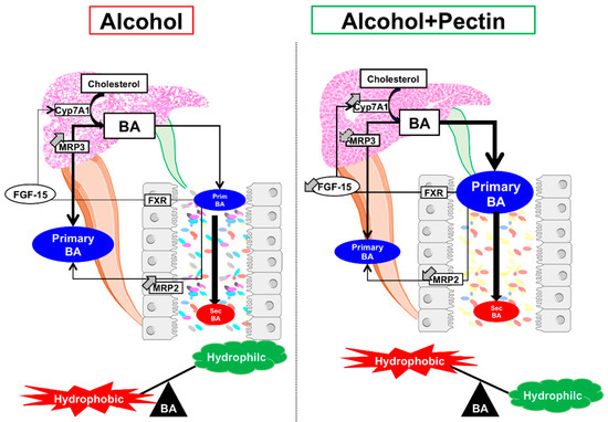 Modulation of the Bile Acid Enterohepatic Cycle by Intestinal ...