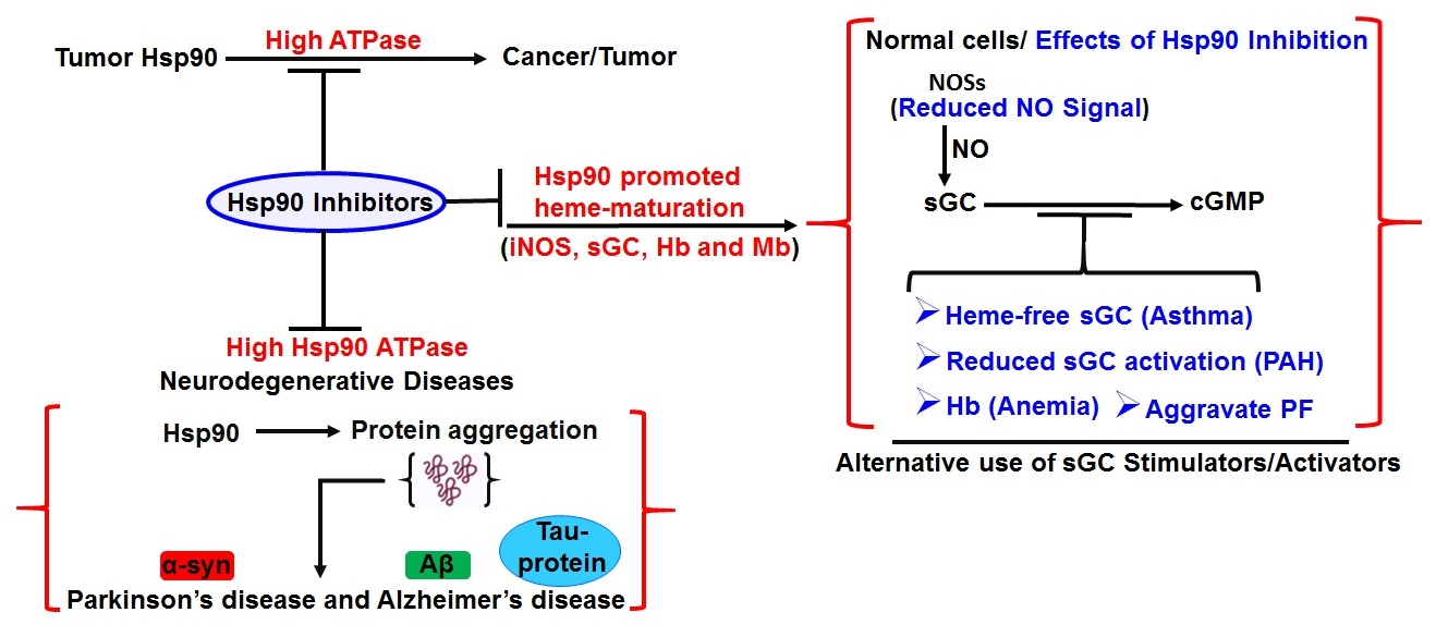 Cells | Free Full-Text | Hsp90 in Human Diseases: Molecular Mechanisms ...