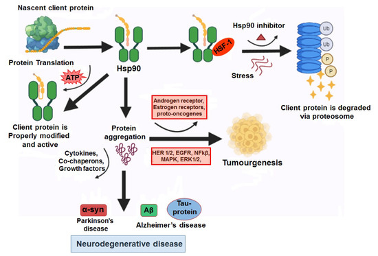 Hsp90 in Human Diseases: Molecular Mechanisms to Therapeutic Approaches