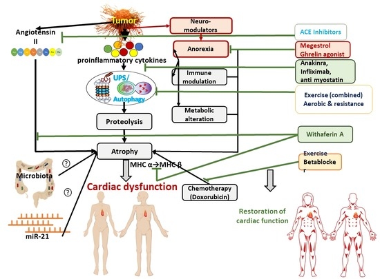 Cells | Free Full-Text | Cardiac Cachexia: Unaddressed Aspect in Cancer ...