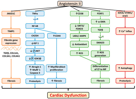 Cardiac Cachexia: Unaddressed Aspect in Cancer Patients