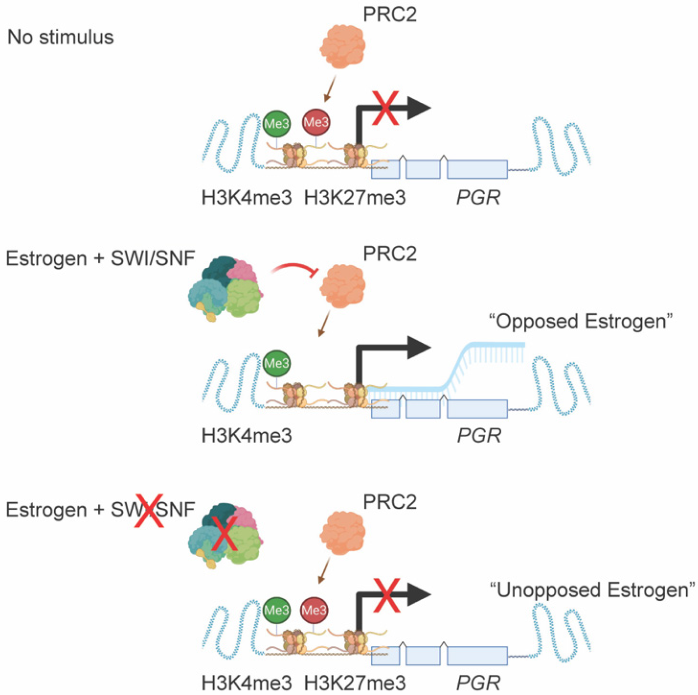 Cells Free Full Text Swi Snf Antagonism Of Prc2 Mediates Estrogen
