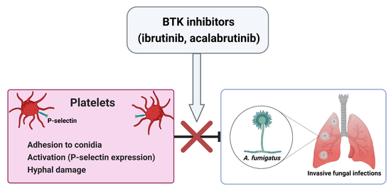Cells | Free Full-Text | BTK Inhibitors Impair Platelet-Mediated ...