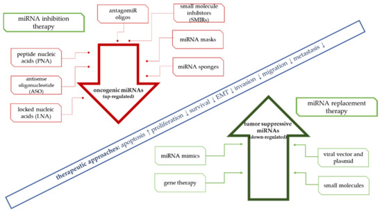 MicroRNA as a Potential Therapeutic Molecule in Cancer