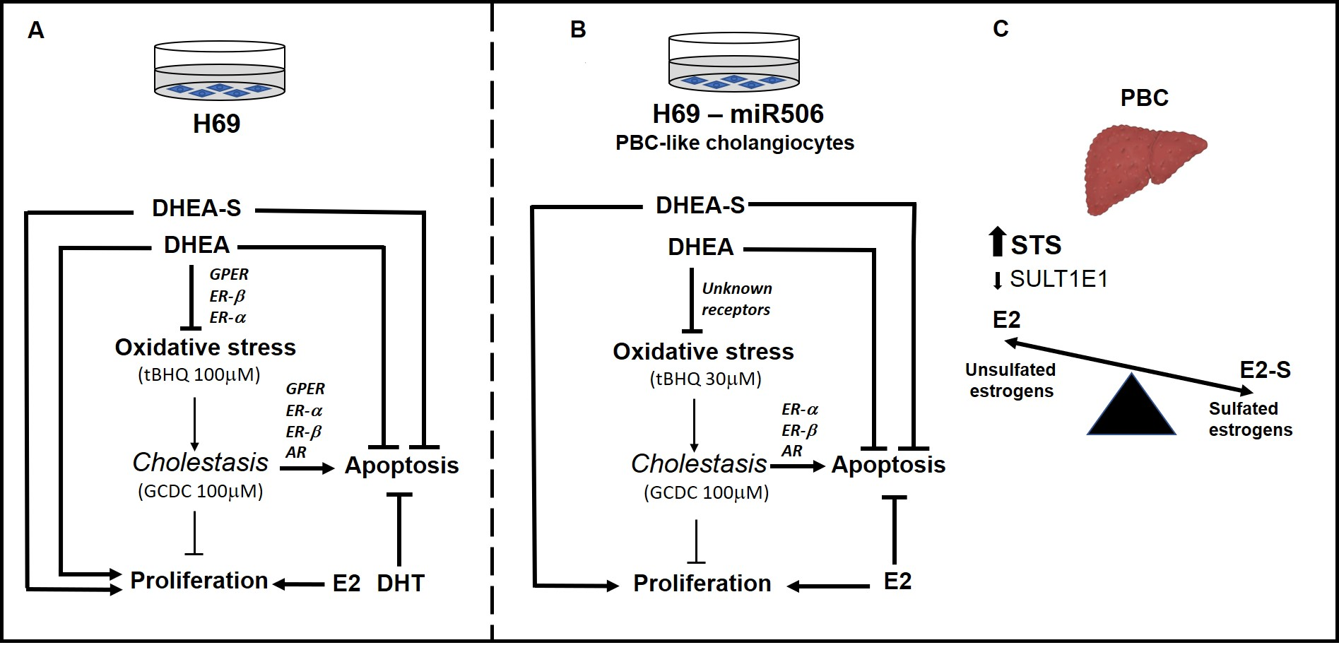 Cells | Free Full-Text | DHEA Protects Human Cholangiocytes and ...