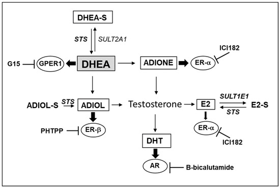 DHEA Protects Human Cholangiocytes and Hepatocytes against Apoptosis ...