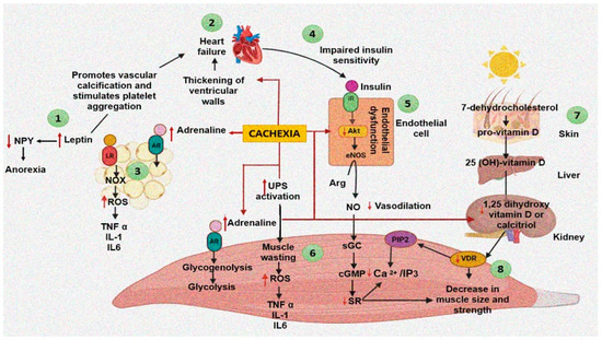 Interconnection between Cardiac Cachexia and Heart Failure—Protective ...