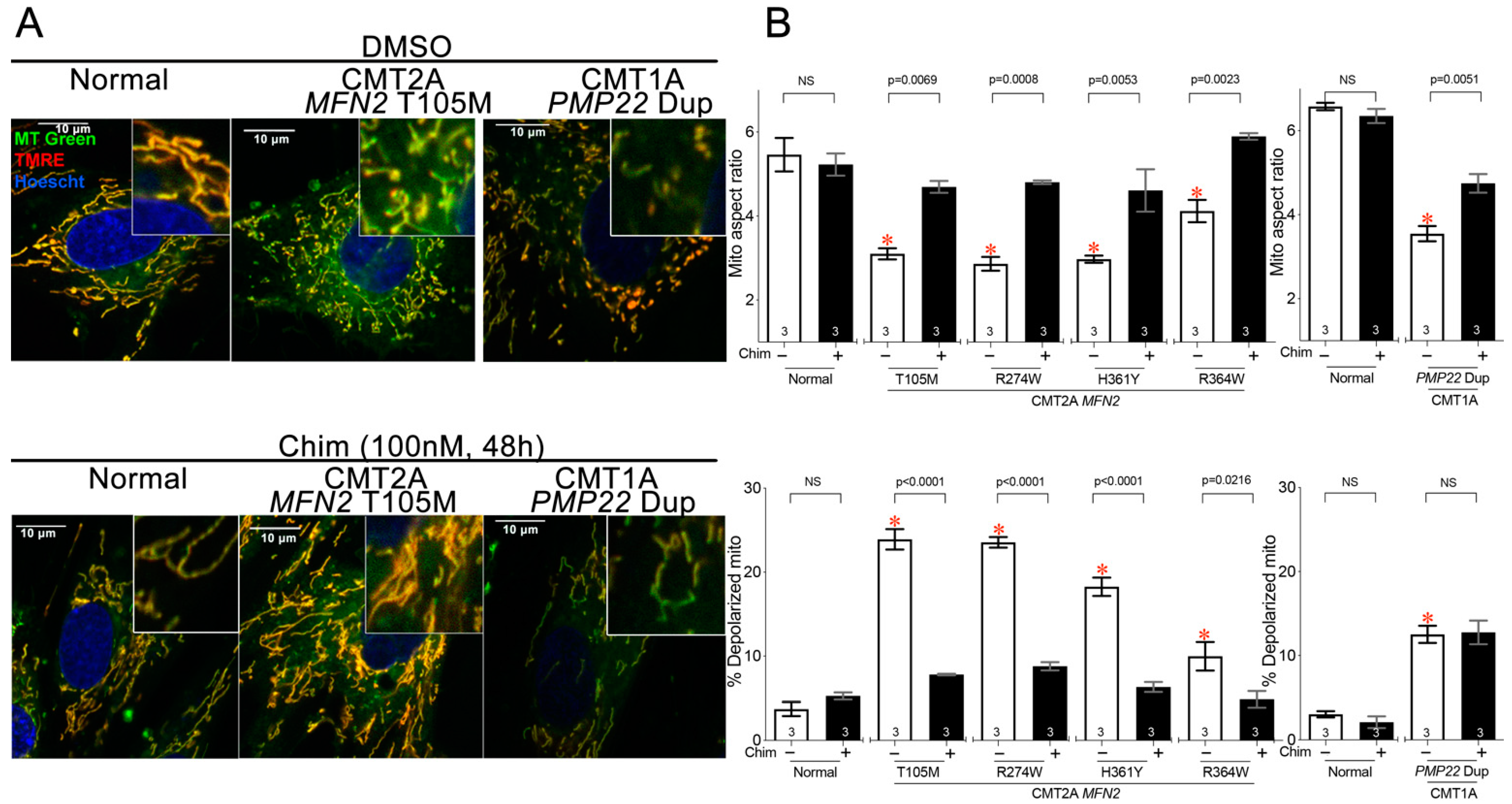 Cells | Free Full-Text | Mitochondrial Phenotypes in Genetically ... Cells | Free Full-Text | Mitochondrial Phenotypes in Genetically ...
