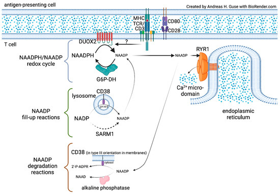 NAADP Signaling: New Kids on the Block