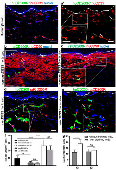 The Role of CD200–CD200 Receptor in Human Blood and Lymphatic ...