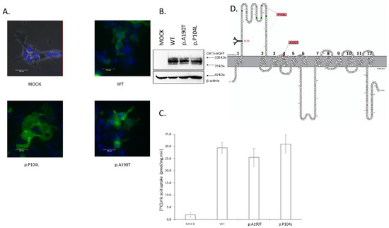 Functional Characterization of Rare Variants in OAT1/SLC22A6 and OAT3 ...