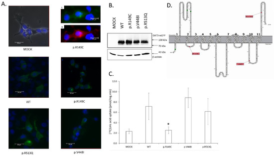 Functional Characterization of Rare Variants in OAT1/SLC22A6 and OAT3 ...