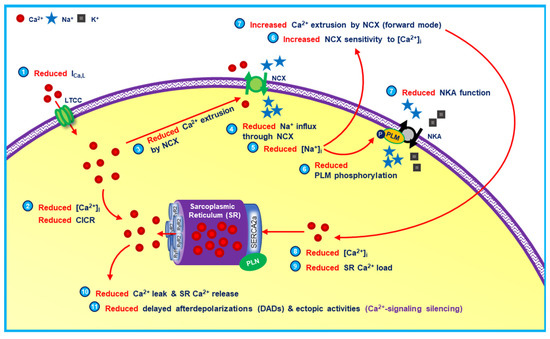 Integrative Computational Modeling of Cardiomyocyte Calcium Handling ...