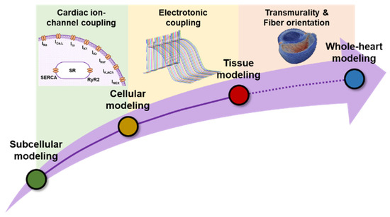 Integrative Computational Modeling of Cardiomyocyte Calcium Handling ...