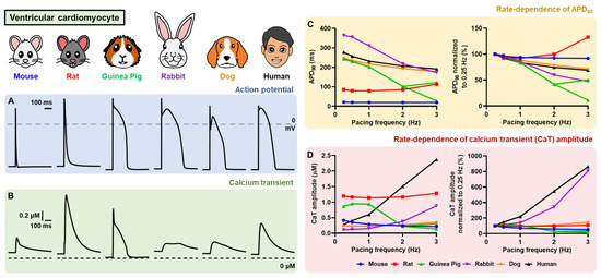 Integrative Computational Modeling of Cardiomyocyte Calcium Handling ...
