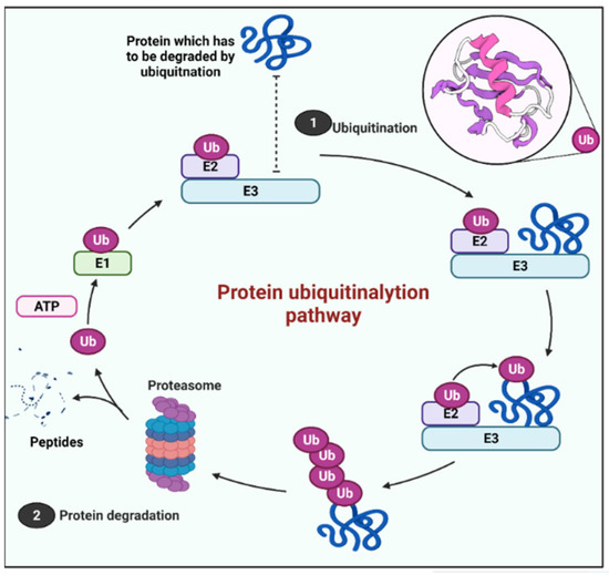Modulating the Ubiquitin–Proteasome System: A Therapeutic Strategy for ...