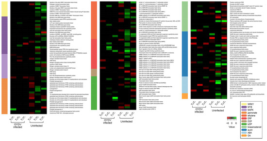 WRKY Gene Family Drives Dormancy Release in Onion Bulbs