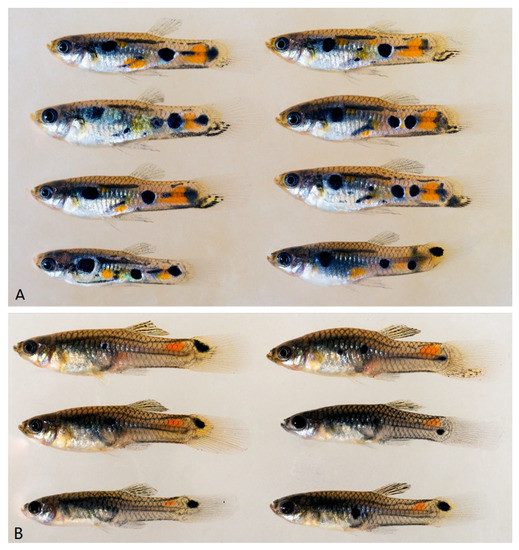 Evolution of the Degenerated Y-Chromosome of the Swamp Guppy ...