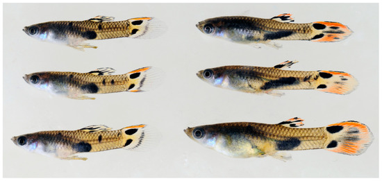 Evolution of the Degenerated Y-Chromosome of the Swamp Guppy ...