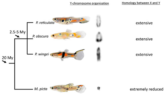 Evolution of the Degenerated Y-Chromosome of the Swamp Guppy ...